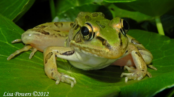 Southern Leopard Frog | Project Noah