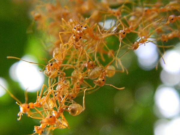 weaver ant colony | Project Noah