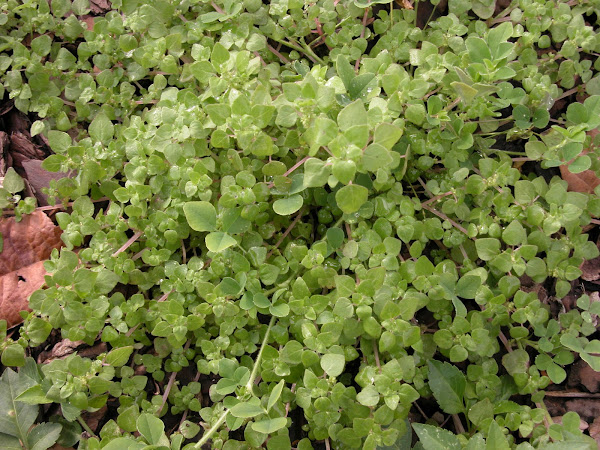 Florida Pellitory | Project Noah