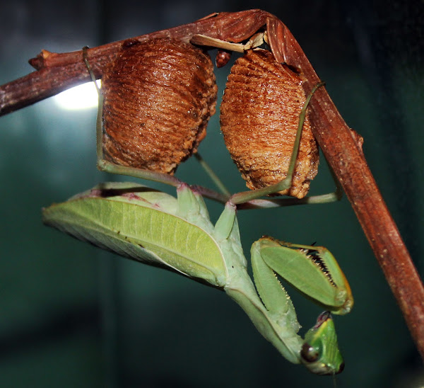 Praying mantis | Project Noah