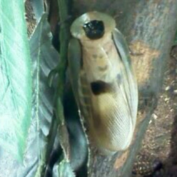 Giant cave cockroach | Project Noah