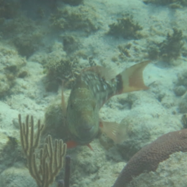 Stoplight Parrotfish Initial phase | Project Noah
