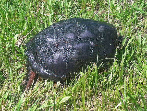 Snapping Turtle | Project Noah