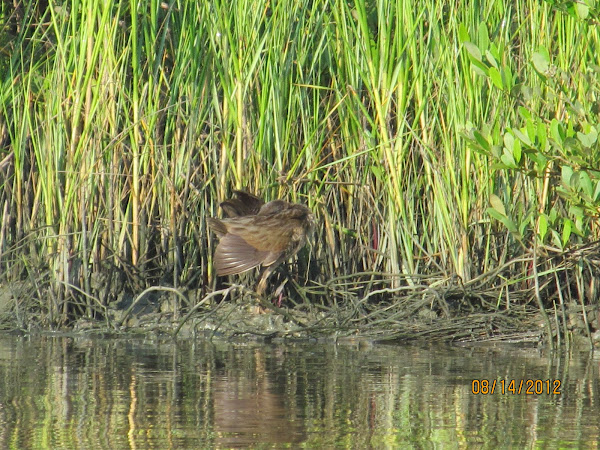Clapper Rail Chick | Project Noah