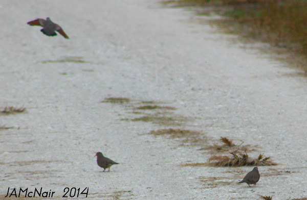 Common Ground Dove | Project Noah