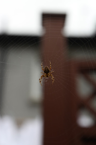 Garden Cross Spider | Project Noah