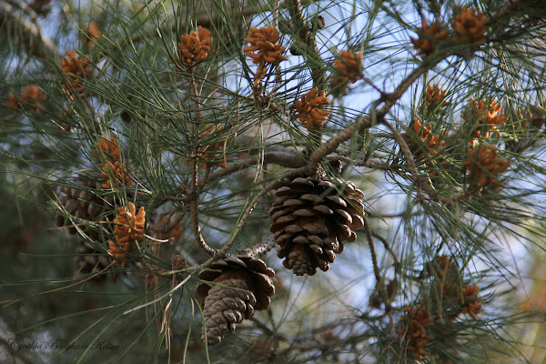 Turkish Pine | Project Noah