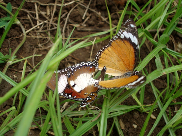 Danaid Eggfly | Project Noah