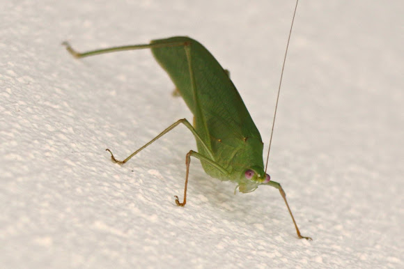 long-legged katydid | Project Noah