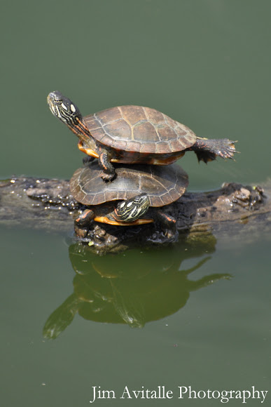 Painted Turtles | Project Noah