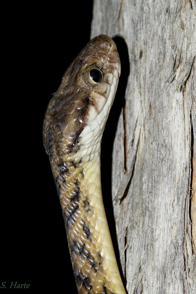 Brown Tree Snake | Project Noah