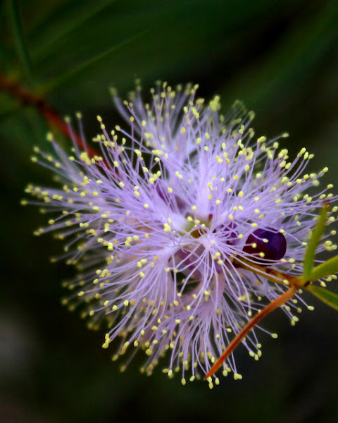 Graceful Honey-myrtle | Project Noah