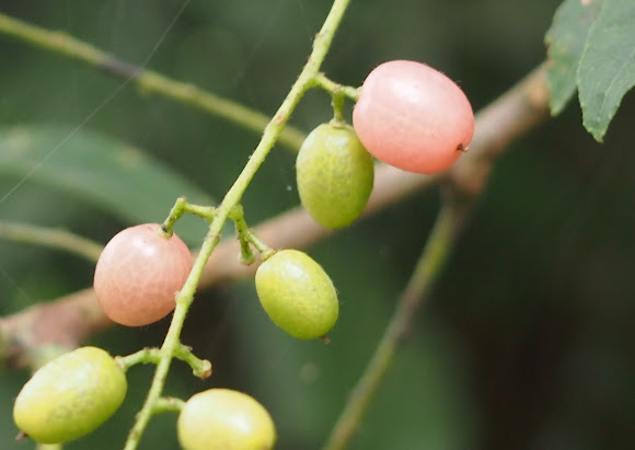 Clausena excavata | Project Noah