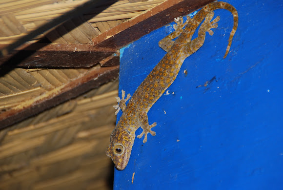 Part 4: Philippines Gecko Known As Tuko In Philippines, 59% OFF