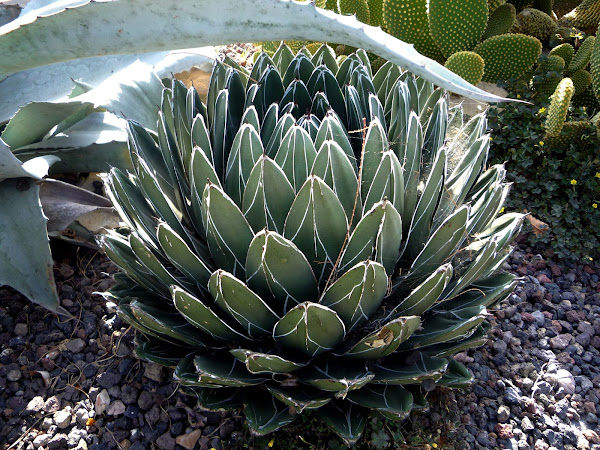 Cactus Noa | Project Noah