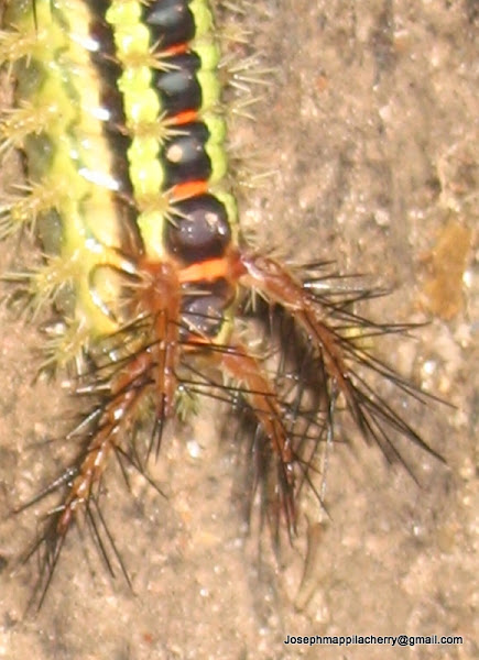 Slug Moth | Project Noah