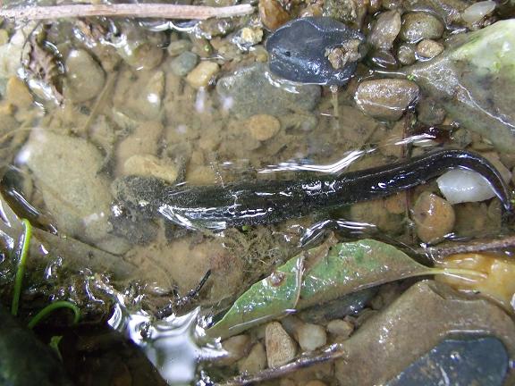Northern Dusky Salamander | Project Noah