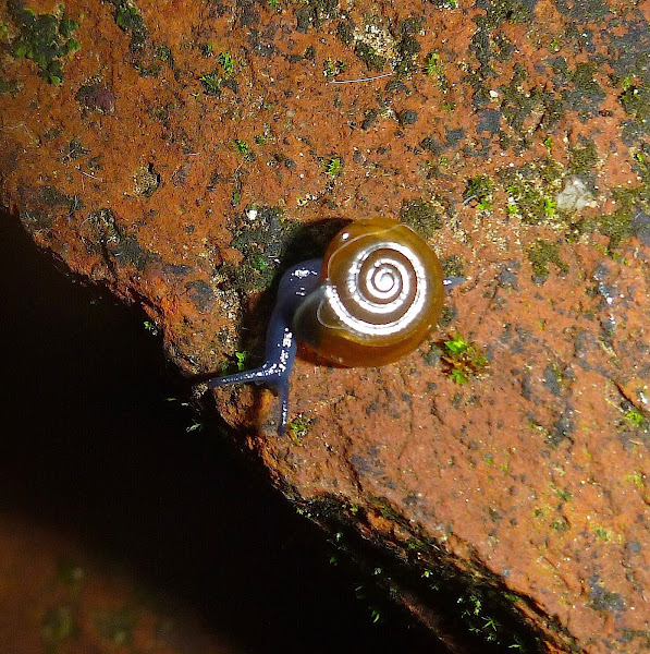 Snail | Project Noah
