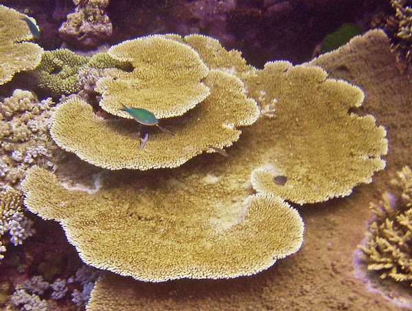 Table coral | Project Noah