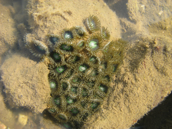 Button Polyps | Project Noah