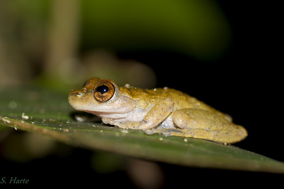 Common Mistfrog | Project Noah