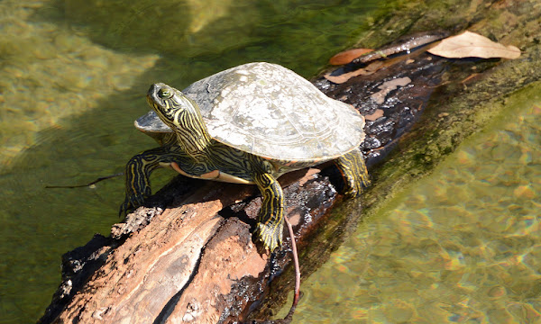 Texas Cooter | Project Noah