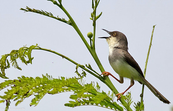 Grey breasted Prinia | Project Noah