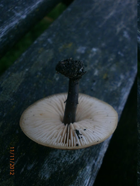 Cucumber Cap? | Project Noah