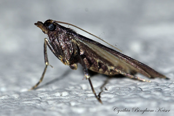 Pyralid Moth | Project Noah