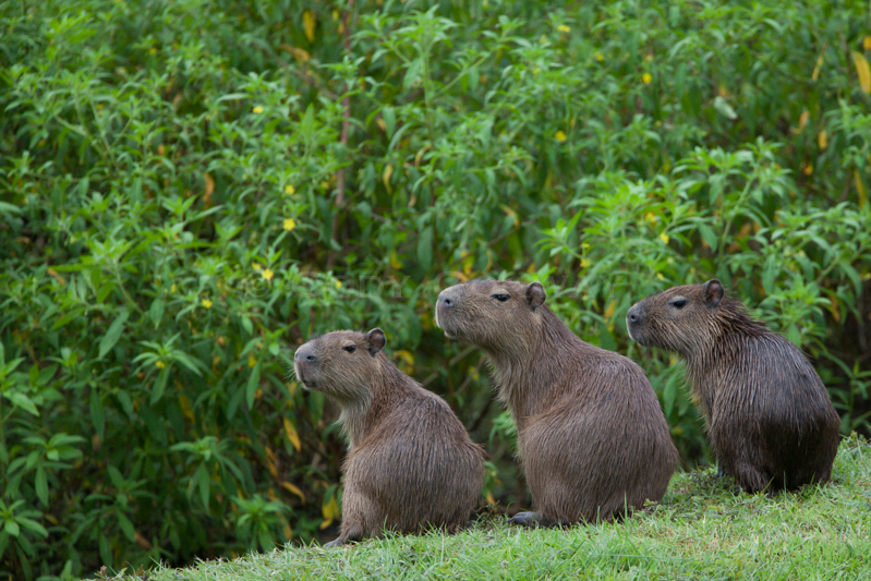 Lesser Capybara | Project Noah