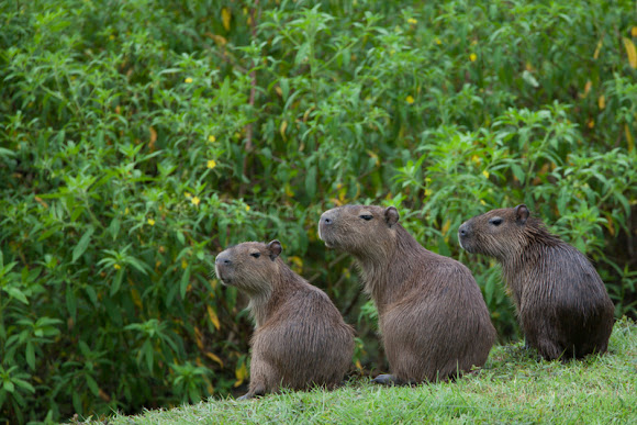 Lesser Capybara | Project Noah