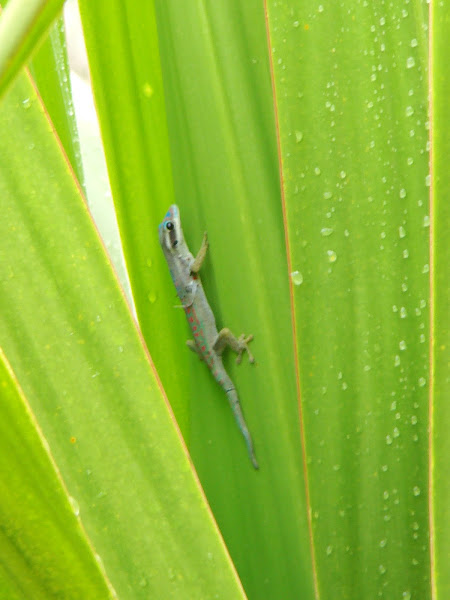 Mauritius ornate day gecko | Project Noah