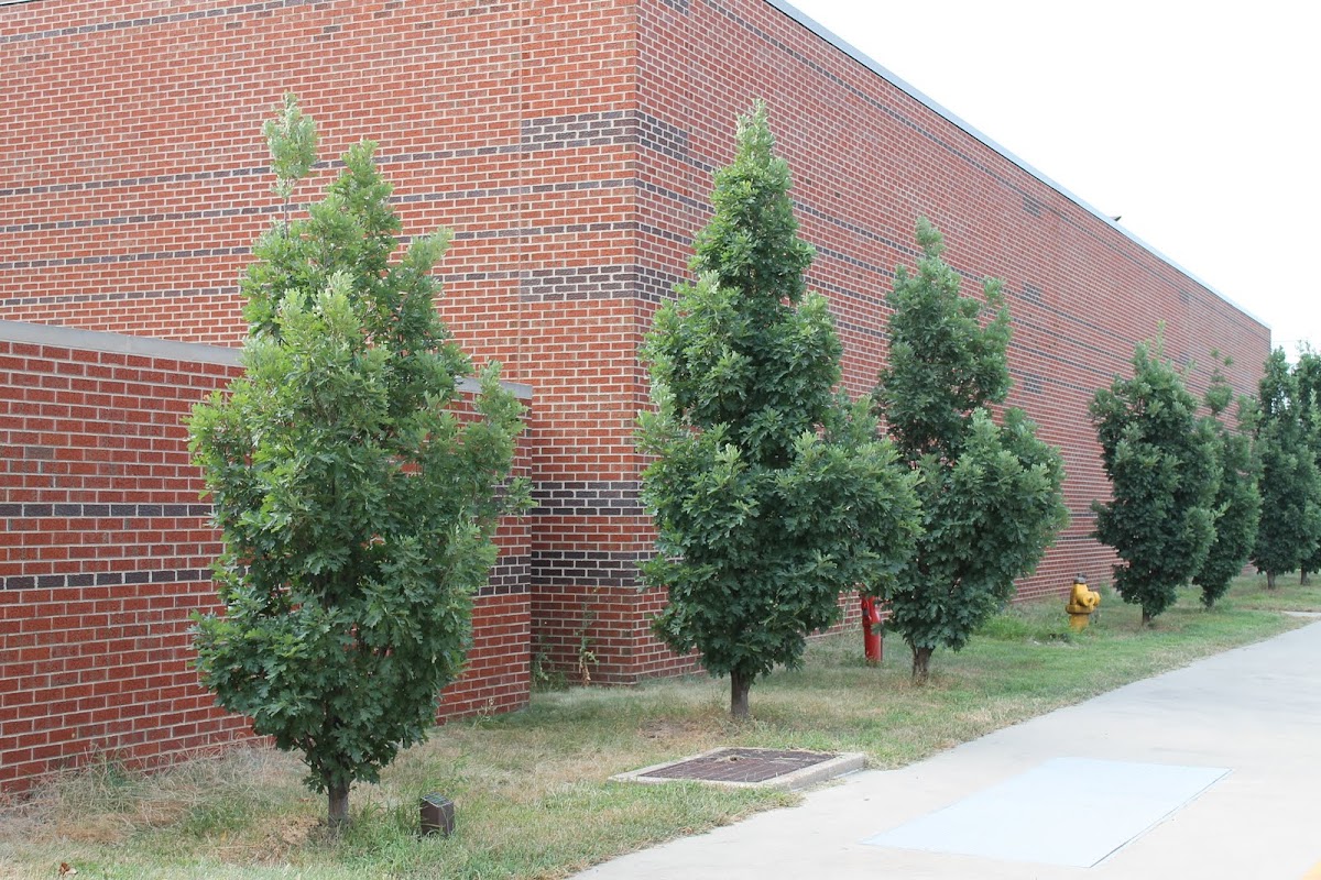 crimson spire oak | Project Noah