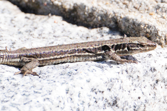 Iberian Wall Lizard; Lagartija Ibérica | Project Noah