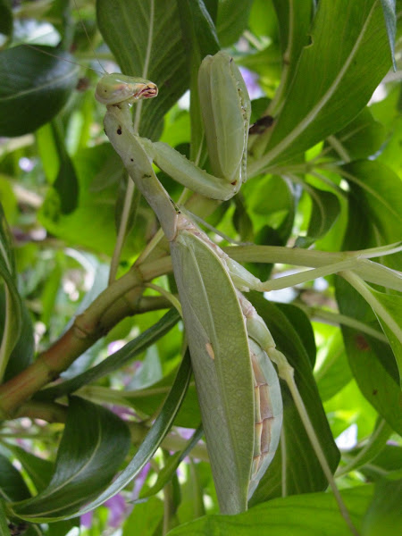 Boxer Mantises | Project Noah