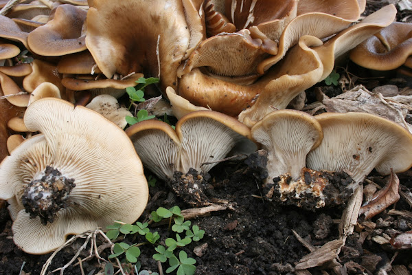 Shoehorn Oyster Mushroom