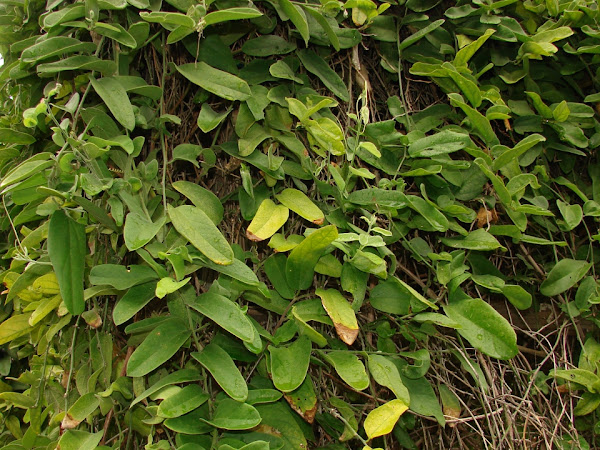 Multi-flowered Passionflower | Project Noah