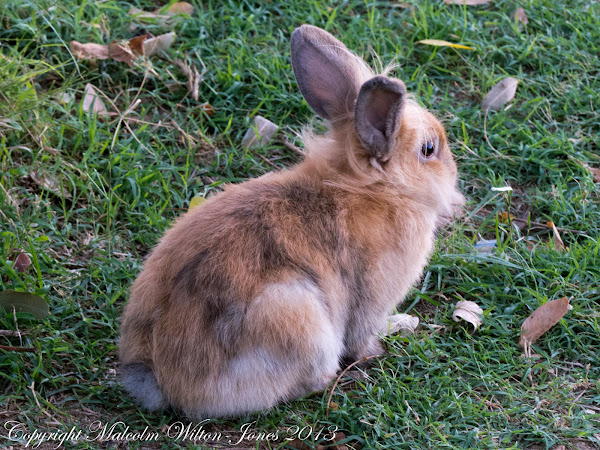 Rabbit | Project Noah