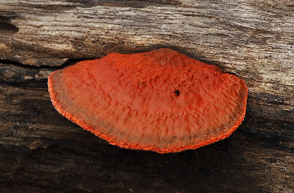 Pycnoporus (puniceus?) | Project Noah