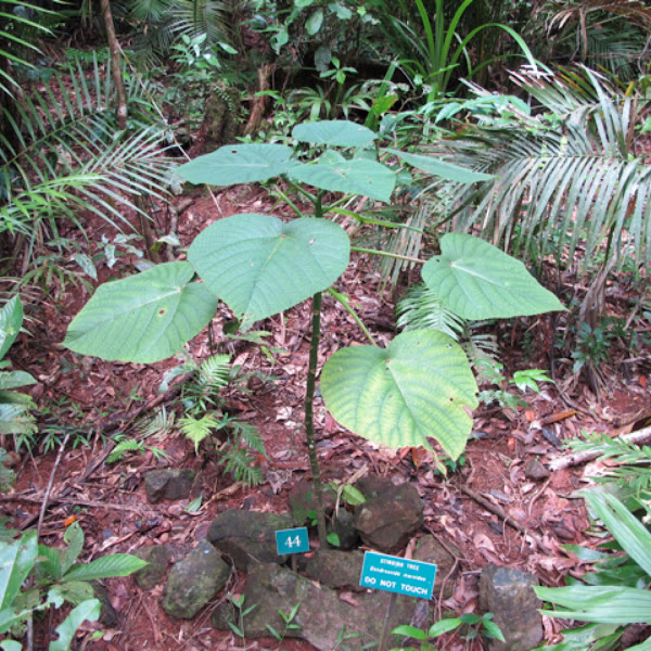 Stinging tree | Project Noah