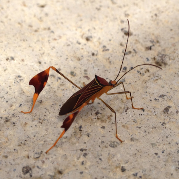 Leaf-footed Bug | Project Noah