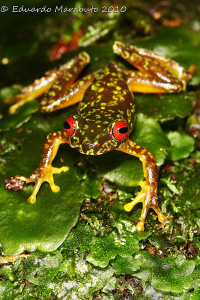 Copan brook frog | Project Noah