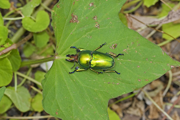 Golden Green Stag Beetle | Project Noah