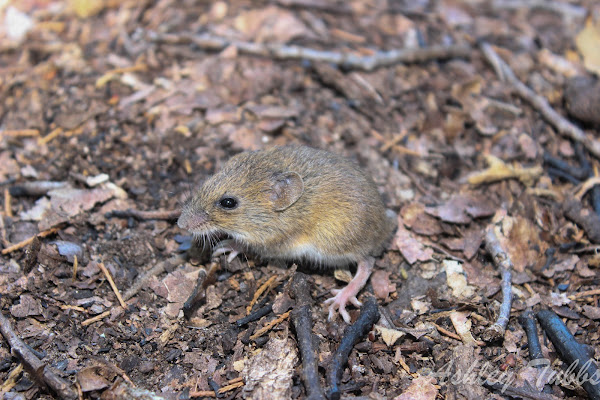 White-footed Mouse | Project Noah
