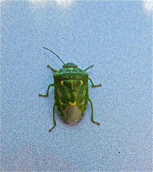 Juniper Stink Bug | Project Noah