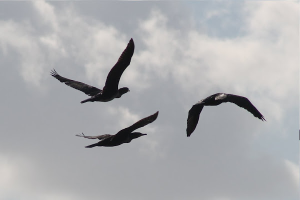 Corvo-Marinho | Project Noah