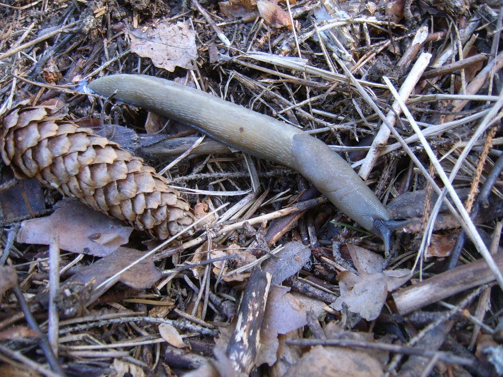 European land snail | Project Noah