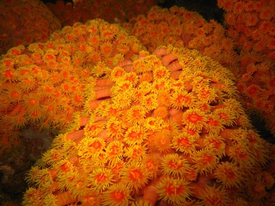 Sun Corals | Project Noah