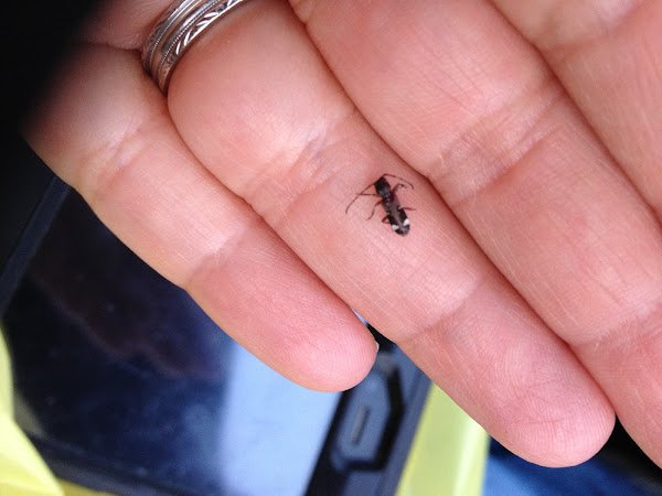 Currant-tip Borer | Project Noah