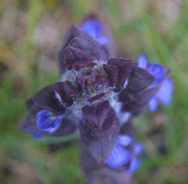 Common Bugle | Project Noah